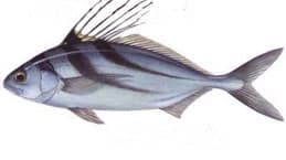 Costa Rica Fish Species | Costa Rica Fishing Experts